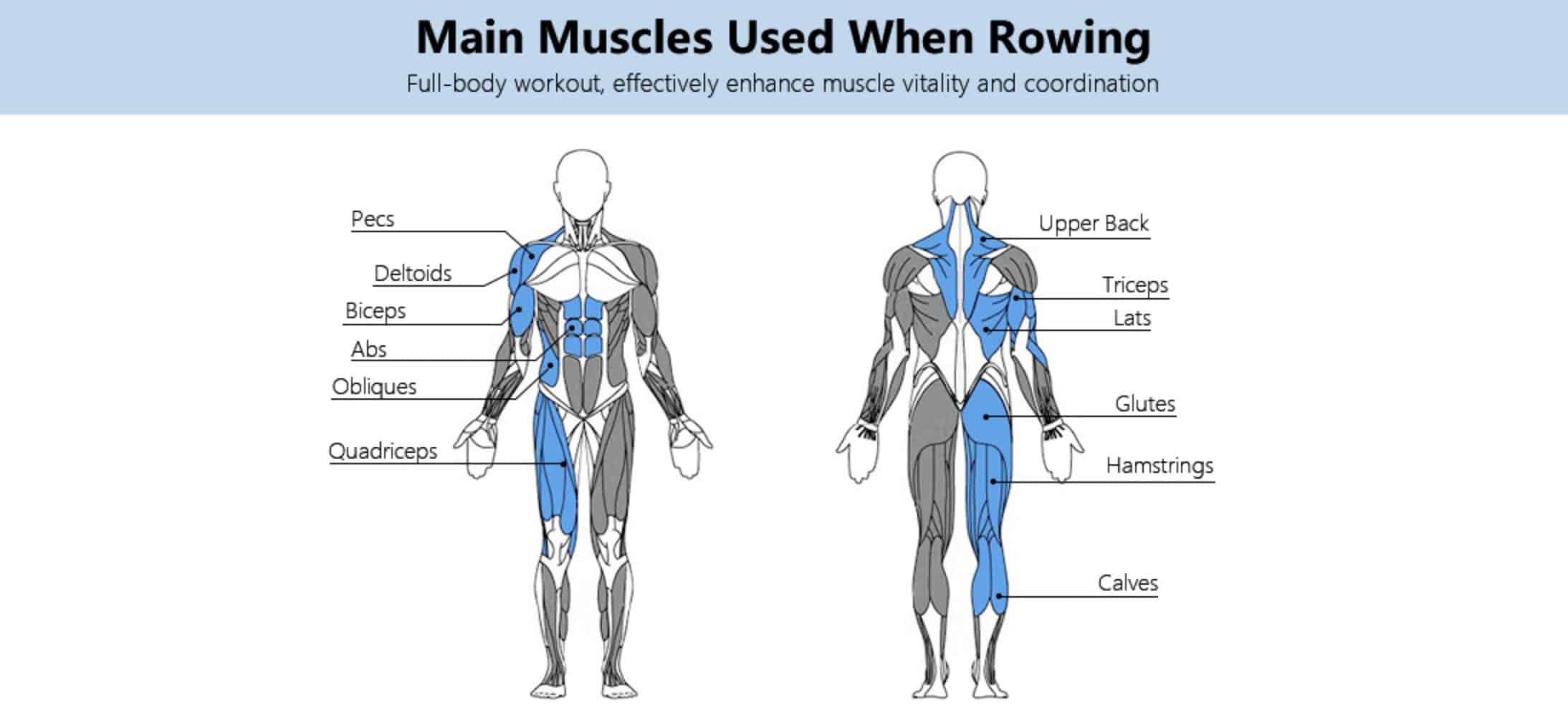 6 Fun Facts about Rowing - Rowing Machine King